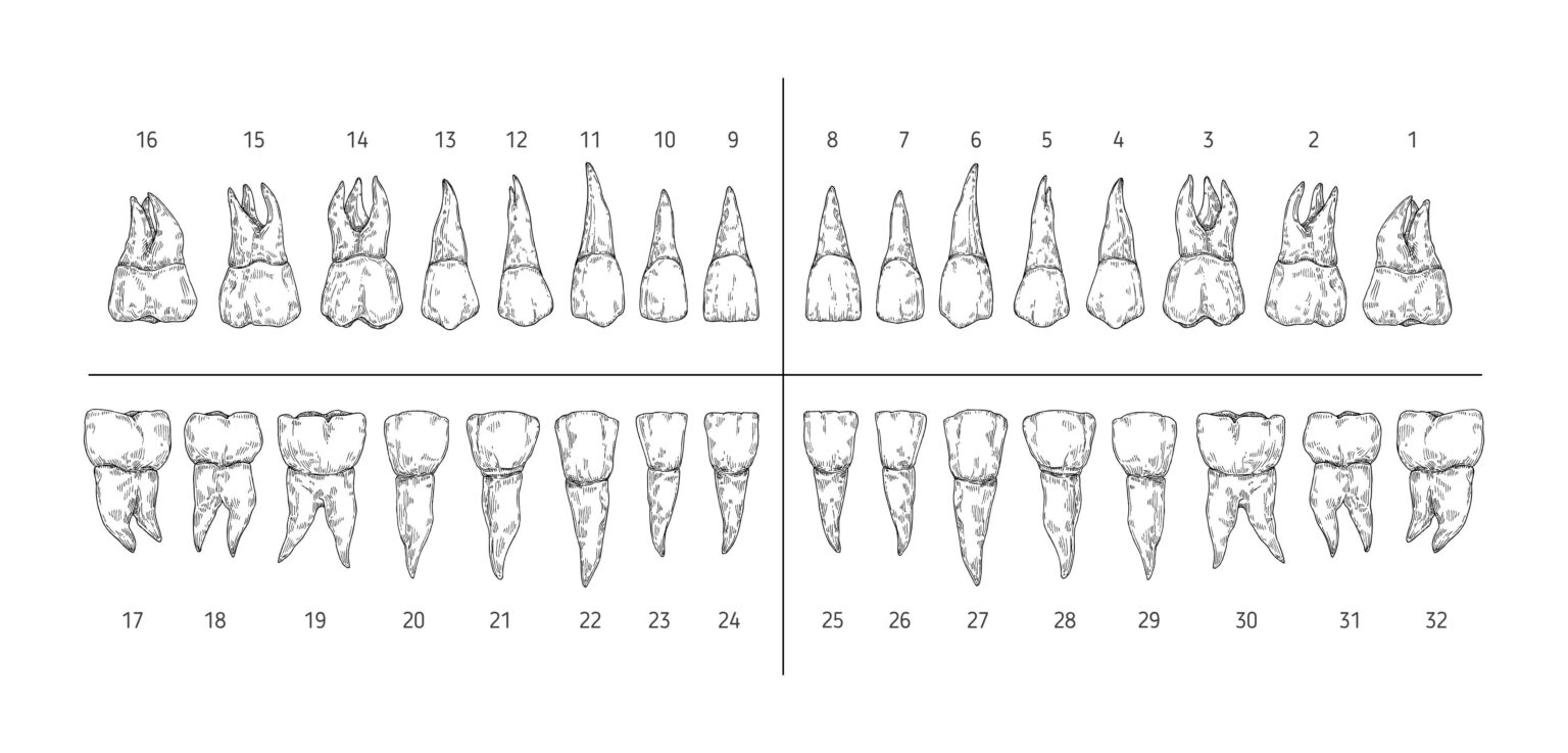 Descubre los nombres de tus dientes con esta guía completa - Clínica La ...
