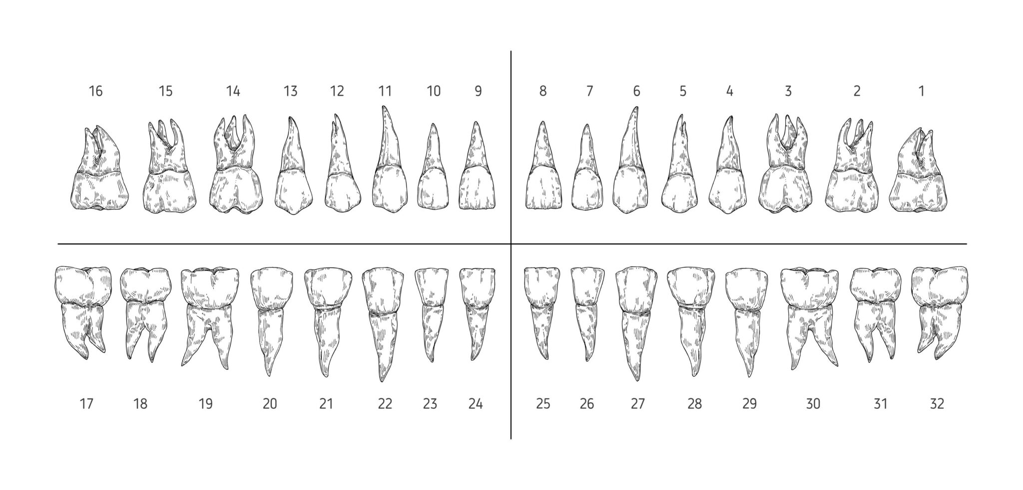Descubre los nombres de tus dientes con esta guía completa | Clínica La ...